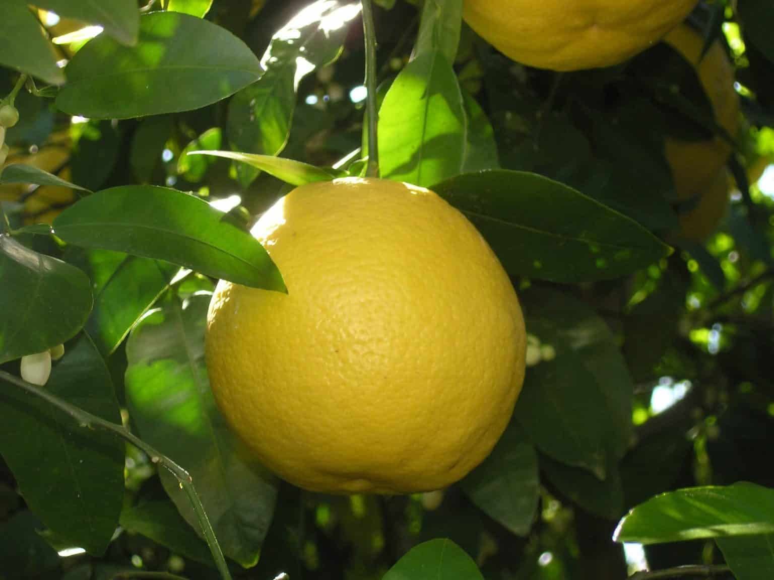 Selecting and caring for citrus trees in Southeast Queensland | Tristan ...