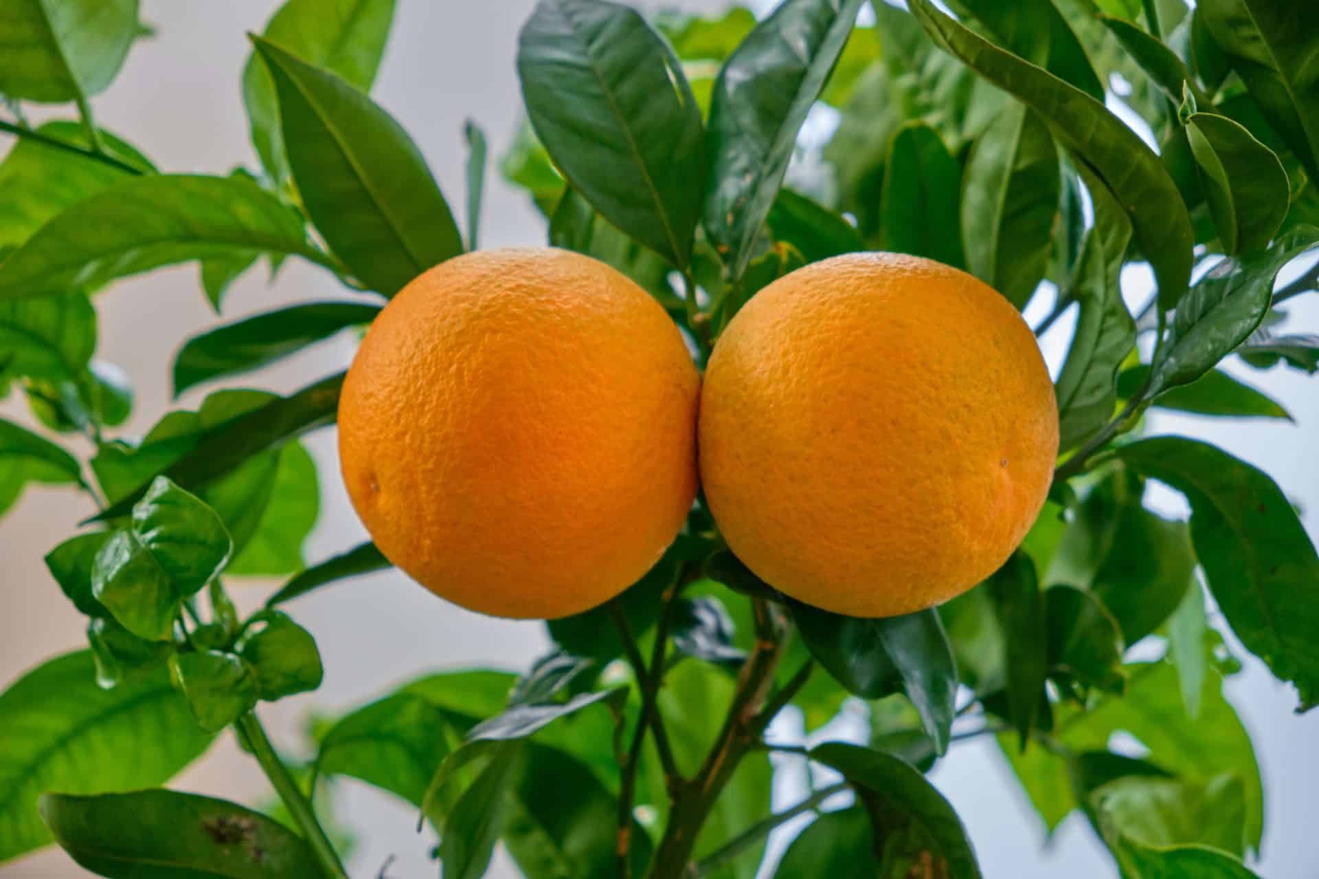Selecting and caring for citrus trees in Southeast Queensland | Tristan ...
